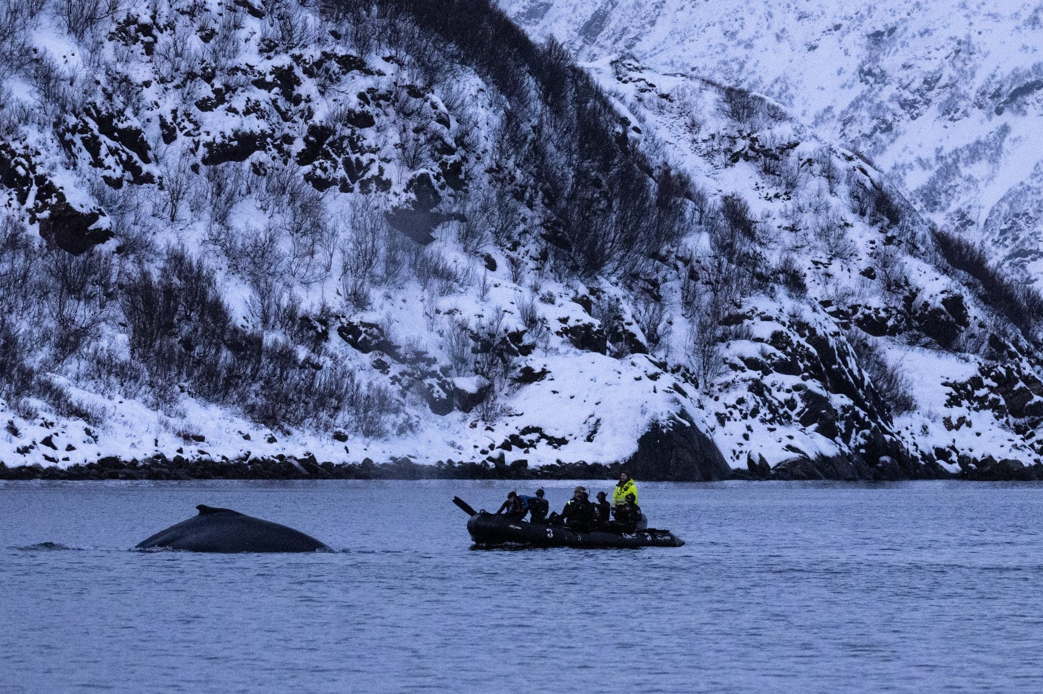 Majestic Whale Encounters’ Orcas and Lights Expedition - Travel Monitor